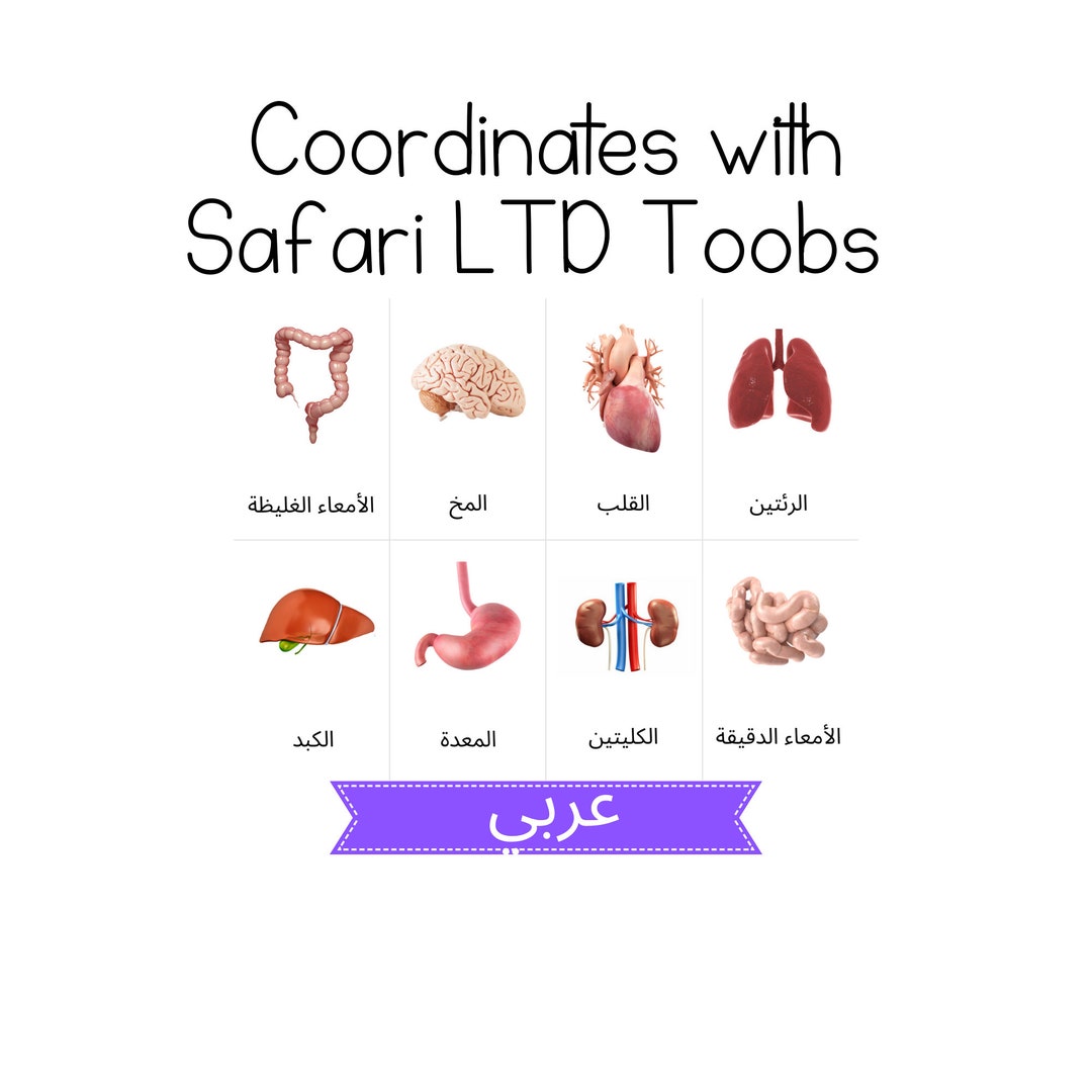 ARABIC - Human Organs Toob - Safari LTD Identification Cards - Etsy