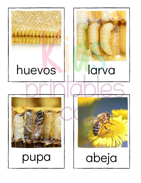 SPANISH Bee Life Cycle Safari LTD Identification Cards | Etsy
