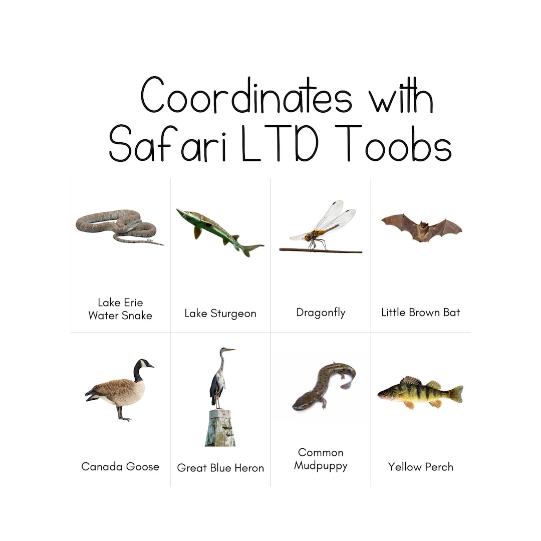 Great Lakes Toob - Safari LTD Identification Cards - Etsy