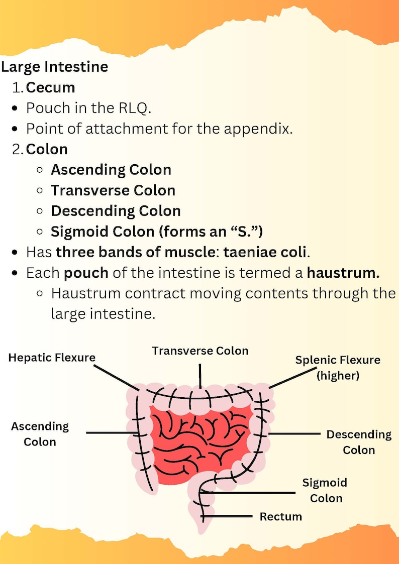 Radiography & Fluoroscopy Procedures Review - Etsy