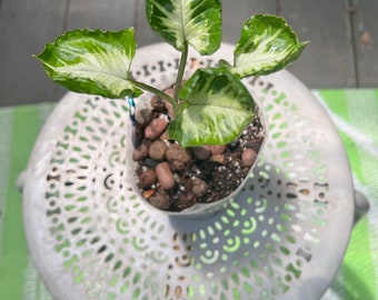 Syngonium Godzilla 4 Pot ALL PLANTS Require You to Purchase 2 Plants - Etsy