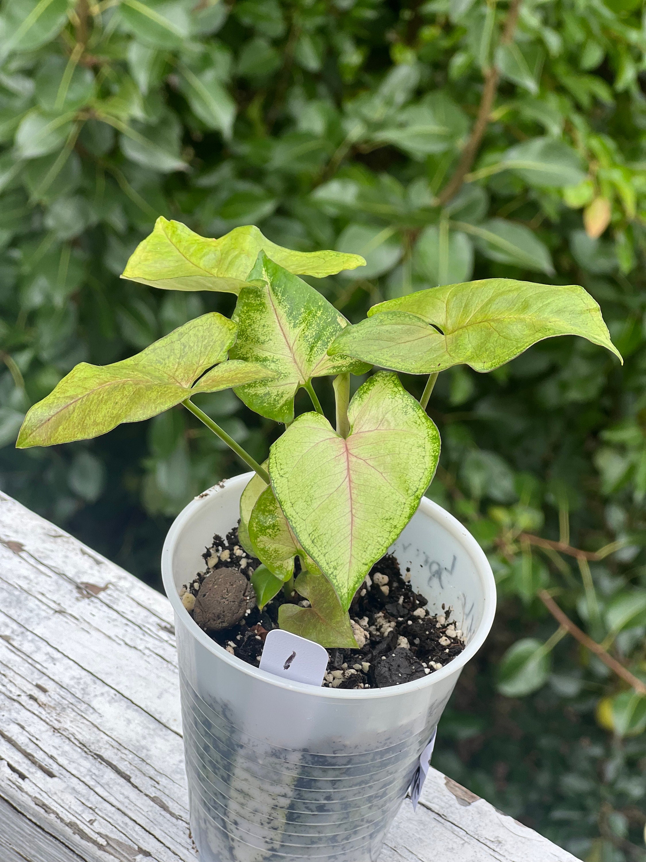 Syngonium Matcha Sprinkles - Etsy