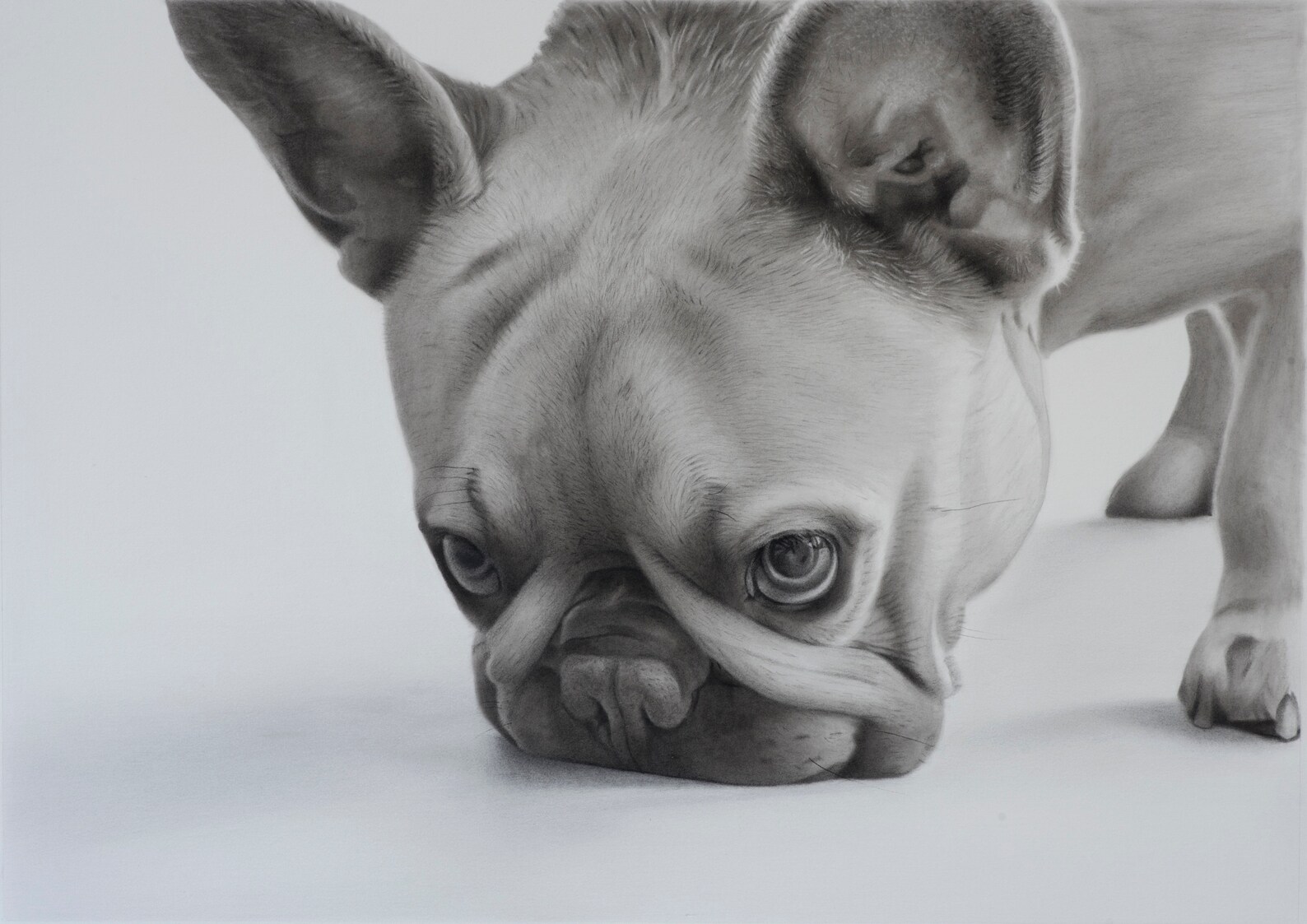 French Bulldog Original Pencil Drawing mounted and Framed - Etsy