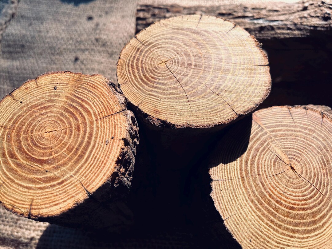 Live Edge Osage Orange Stumps - Etsy