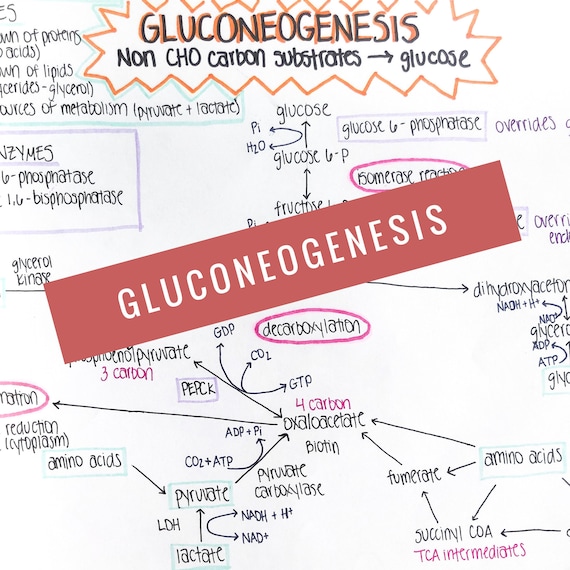 Gluconeogenesis Animation
