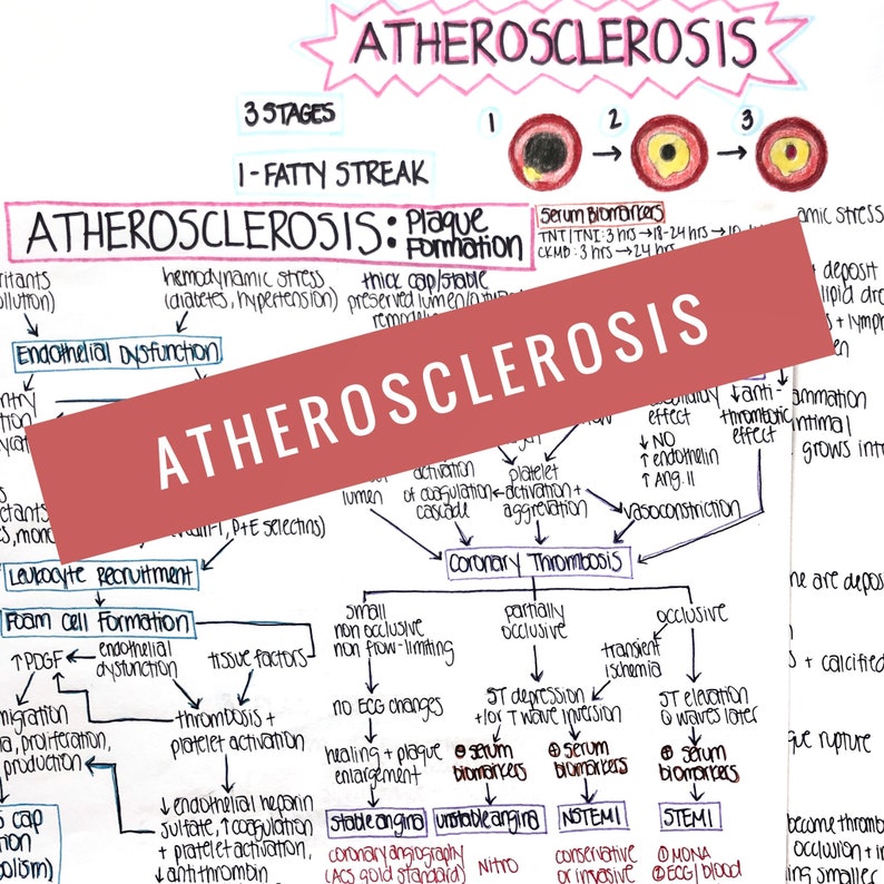 Atherosclerosis Study Sheets, Nursing Notes, Exercise Physiology, Study ...