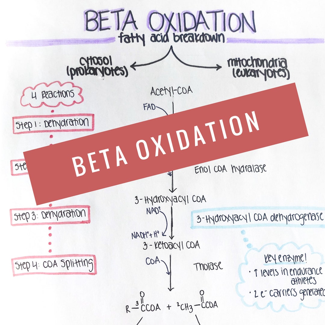 Beta Oxidation Study Sheet, Biochemistry, Nursing Notes, Exercise ...