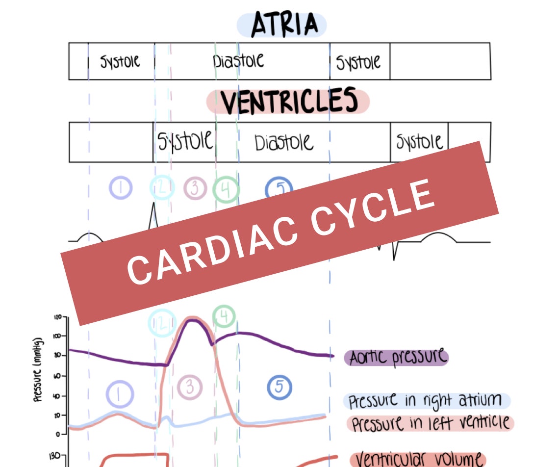 Cardiac Cycle Study Sheets, Physiology, Nursing Notes, Exercise ...