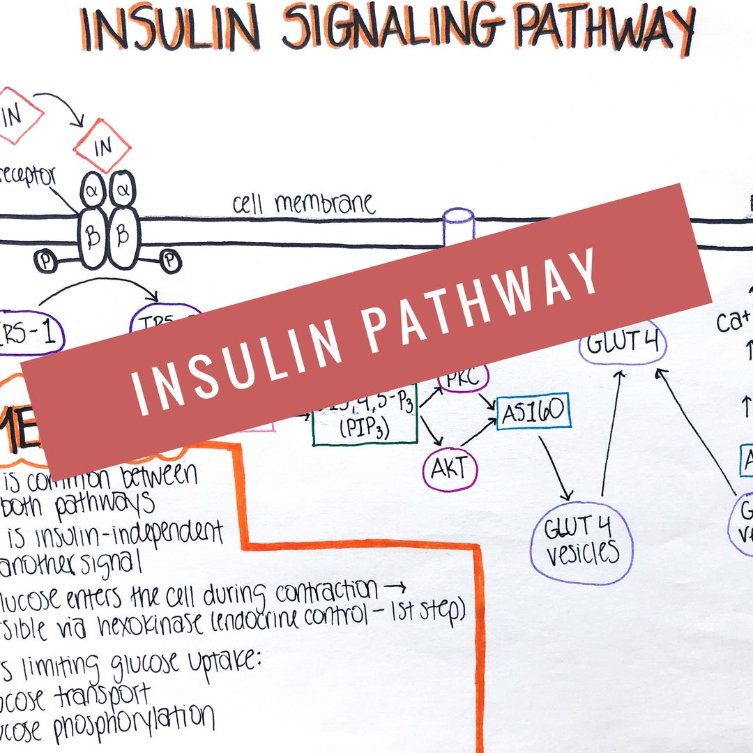 Insulin Signaling Pathway Study Sheet, Diabetes, Nursing Notes ...