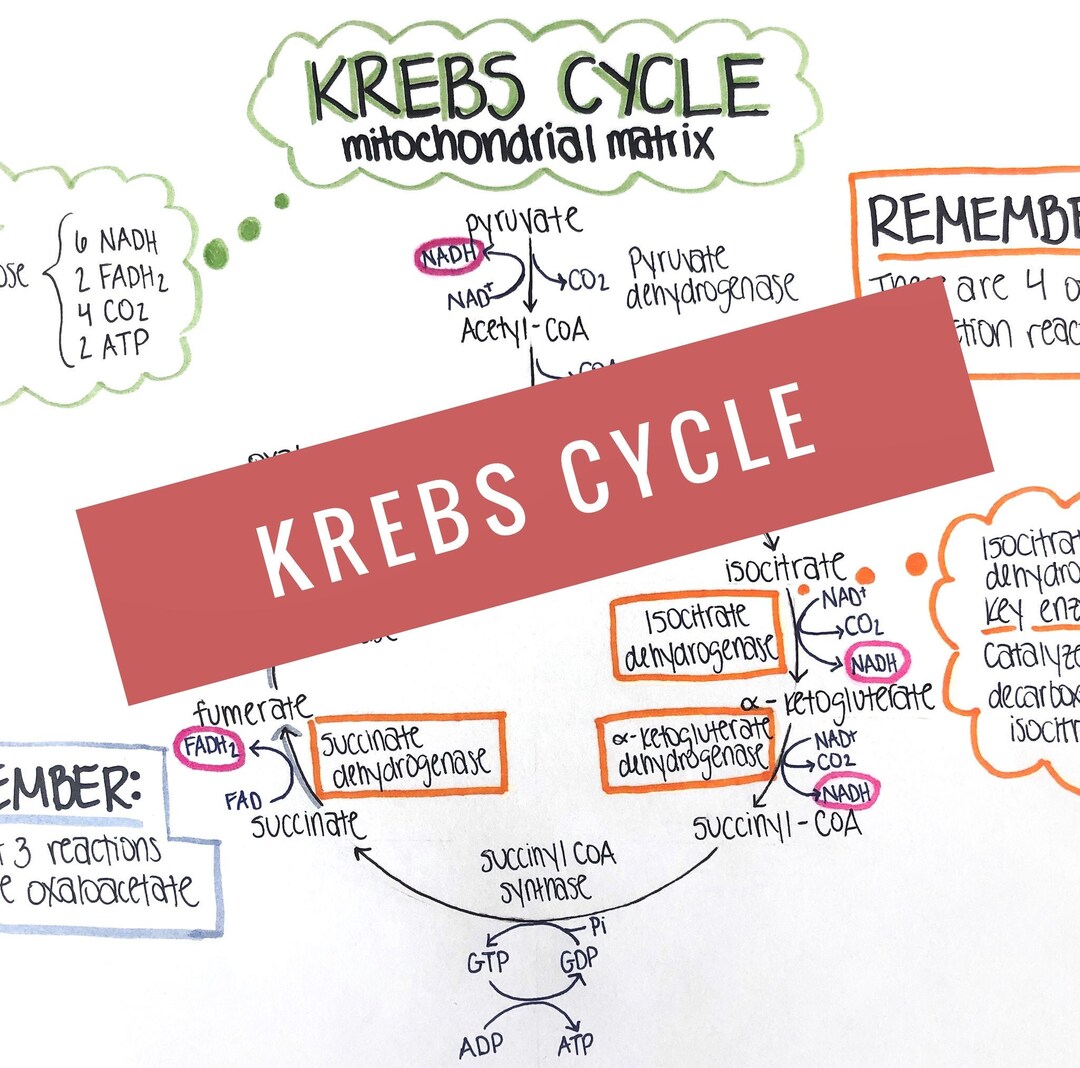 Krebs Cycle Study Sheet, Biochemistry, Nursing Notes, Exercise ...