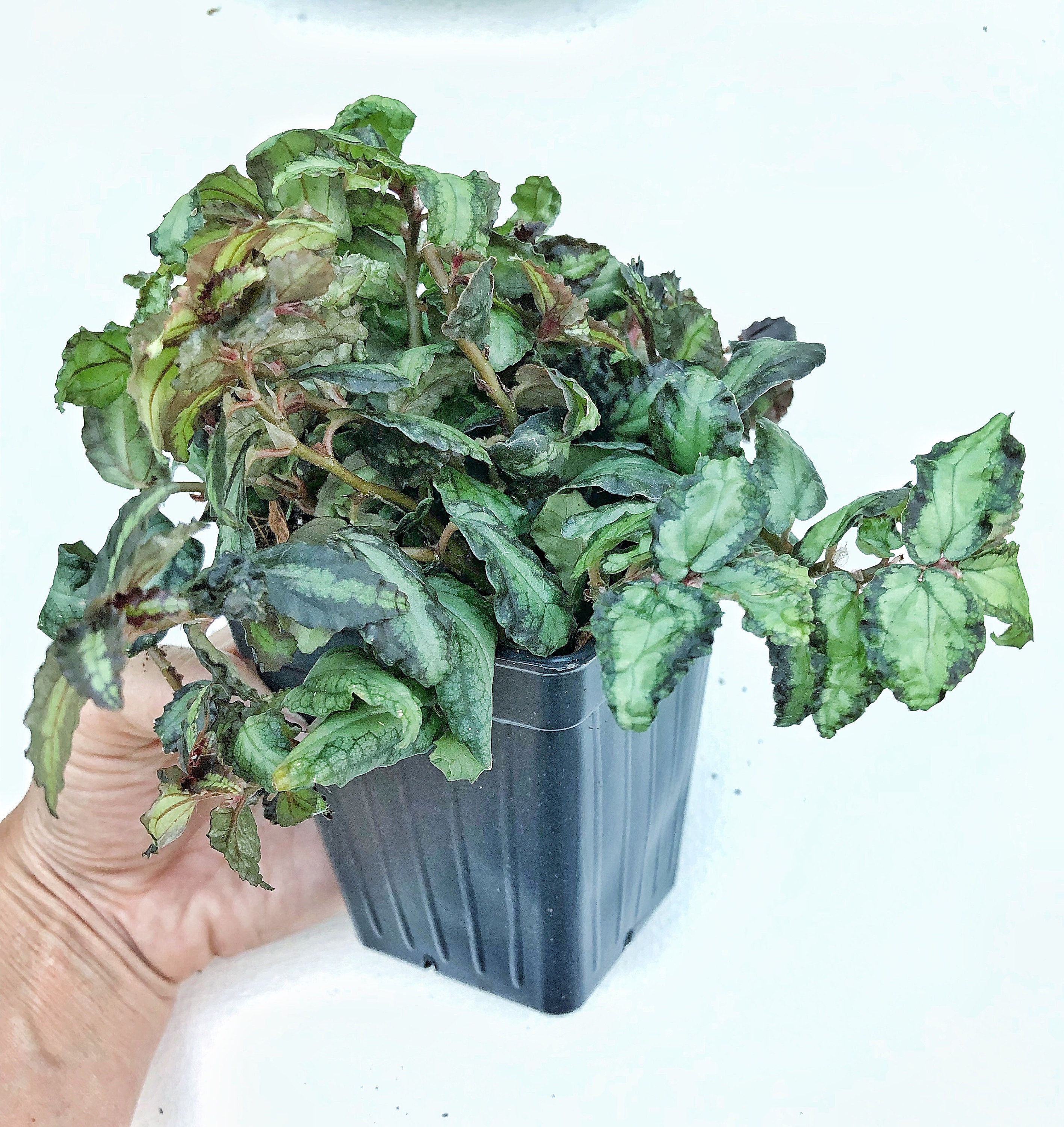 Pellionia Repens Plant Watermelon Begonia Vine Polynesian | Etsy