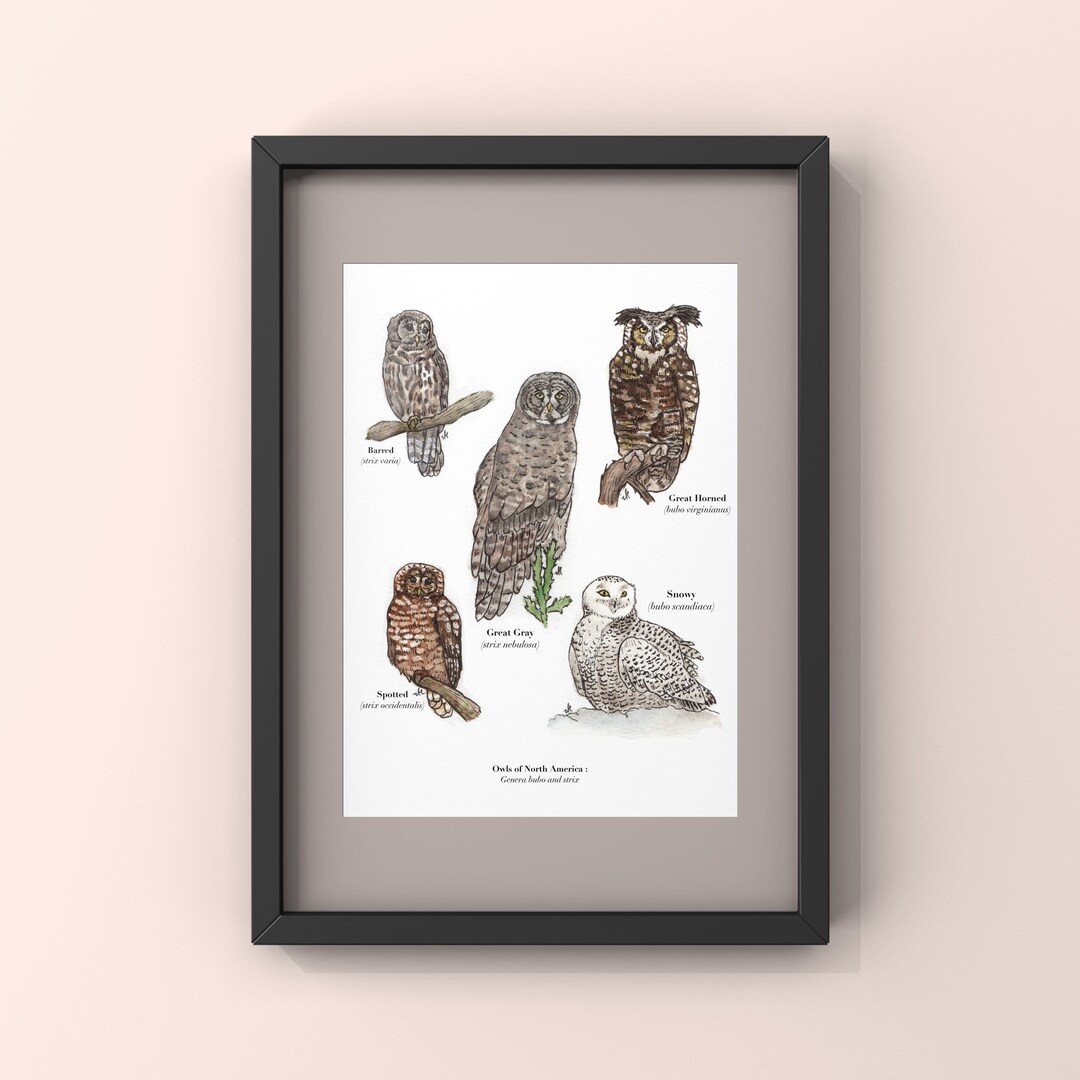Owls of North America: Genera Bubo and Strix - PRINT - Etsy