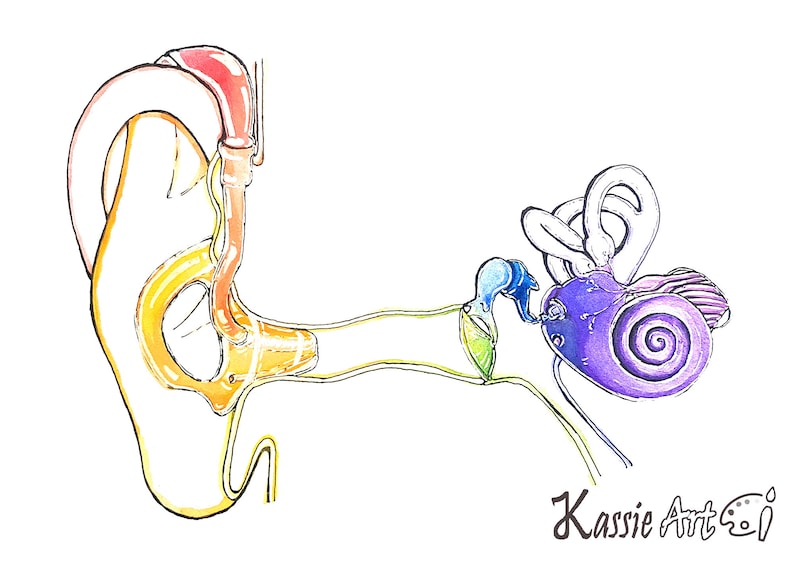 Audiology Art Print Ear Anatomy Hearing Aid Hearing Loss - Etsy
