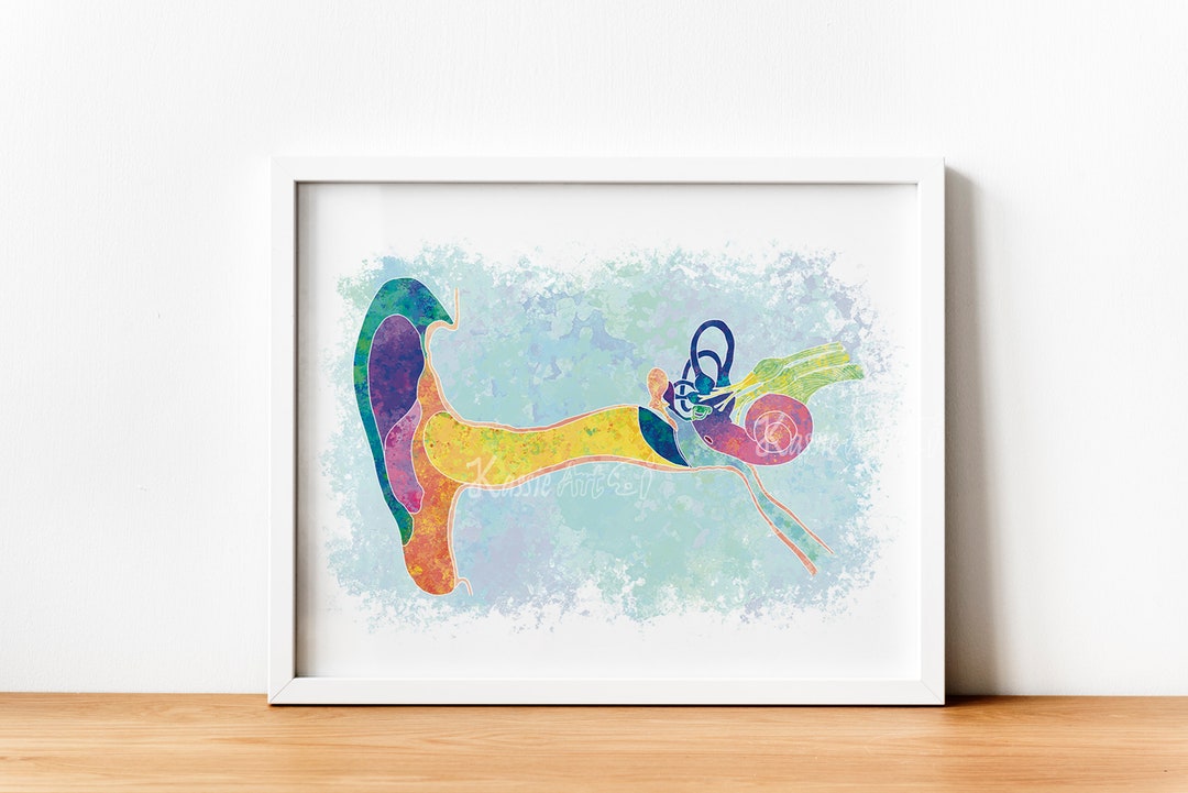 Original Audiology Illustration Art Print, Ear Anatomy, Middle Ear ...