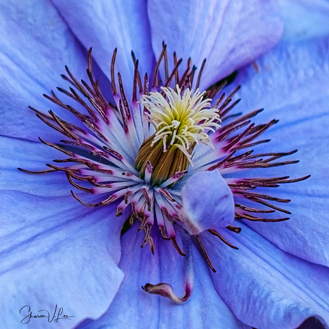 Clematis Flower Fine Art Print: Backyard Garden Photography - Etsy