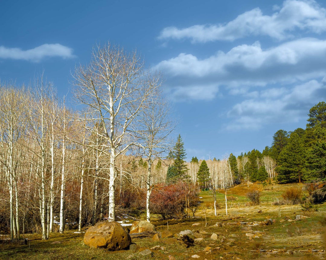 Aspen Trees Fine Art Print: Grand Staircase National Monument - Etsy