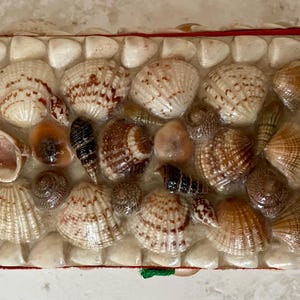 Vintage Seashell Jewelry Box / Shell Jewelry Box / Organization ...