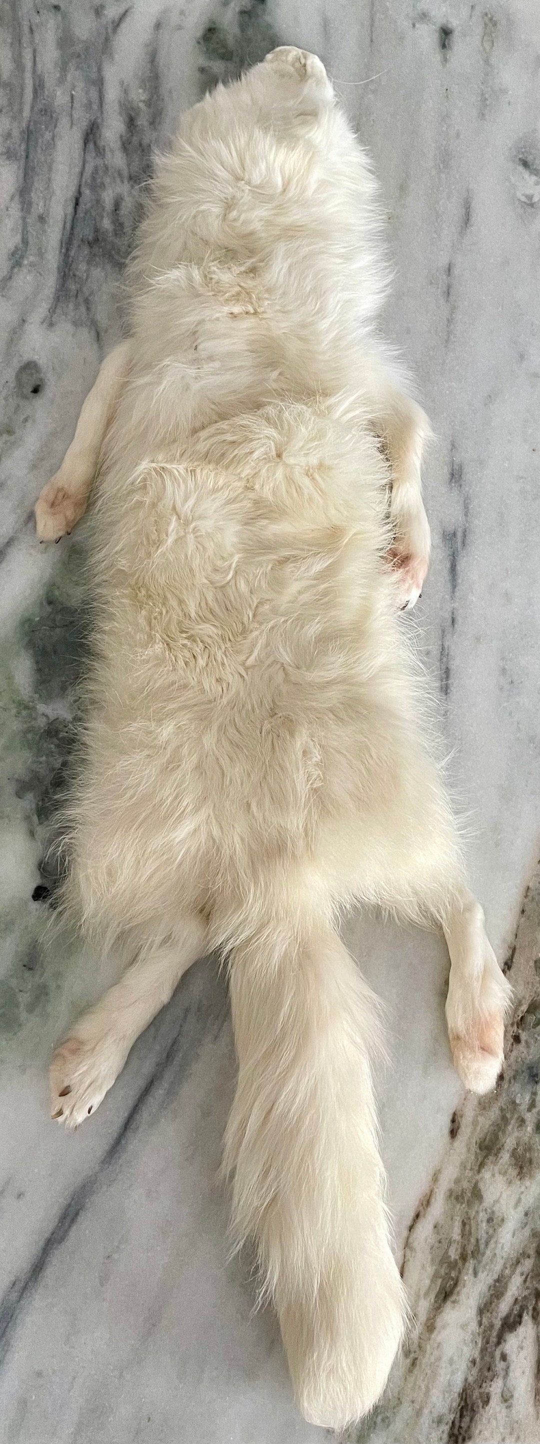 Vintage White Arctic Fox Hide - Etsy