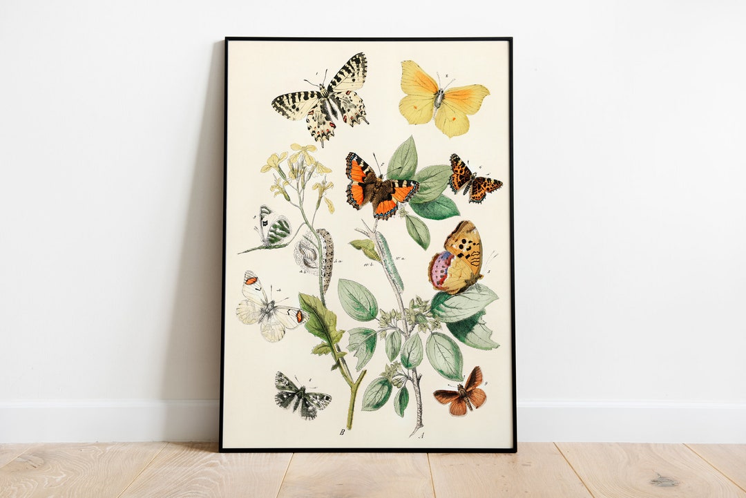 Vintage Butterfly Art, Antique Butterflies, Butterflies and Moths ...