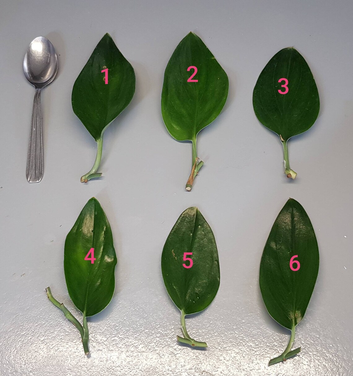 Scindapsus TREUBII DARK FORM nearly black pothos Rare | Etsy