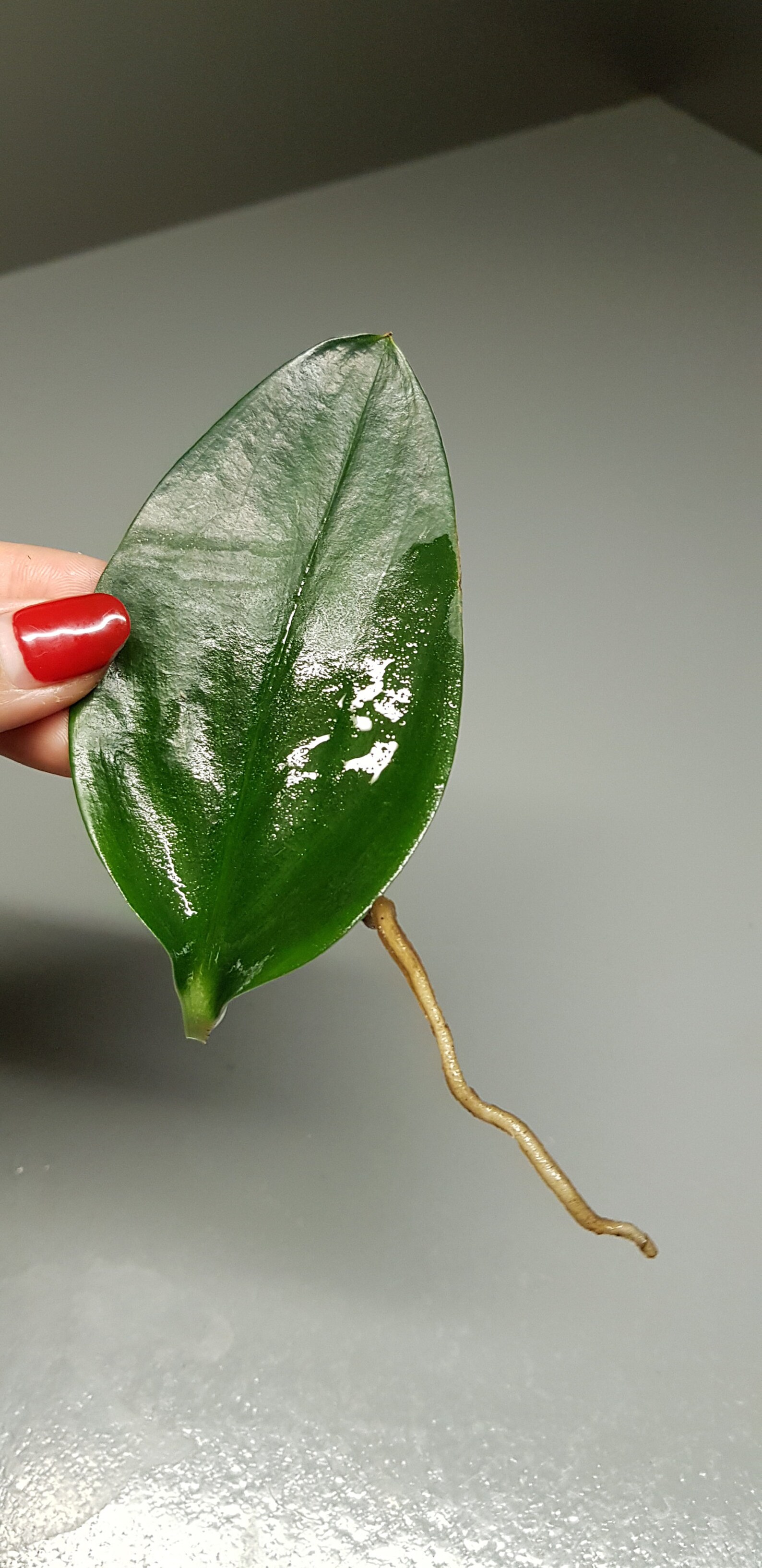 Scindapsus TREUBII DARK FORM nearly black pothos Rare | Etsy