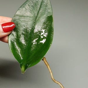 Scindapsus TREUBII DARK FORM nearly black pothos Rare | Etsy