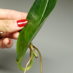 Scindapsus TREUBII DARK FORM nearly black pothos Rare | Etsy