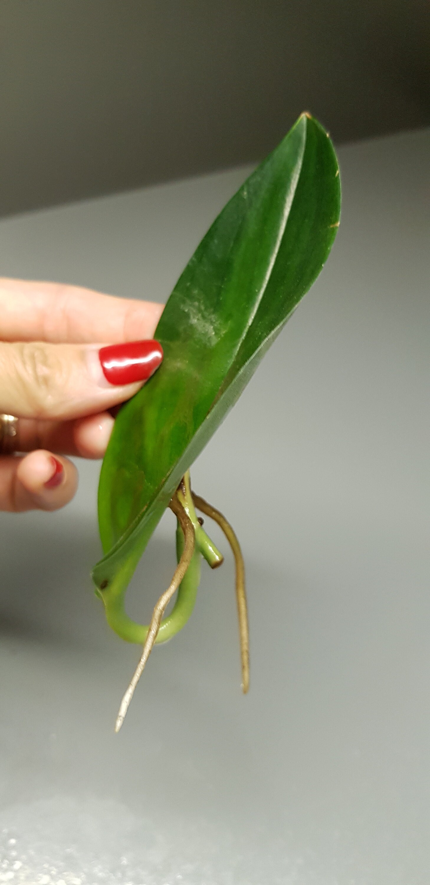 Scindapsus TREUBII DARK FORM nearly black pothos Rare | Etsy