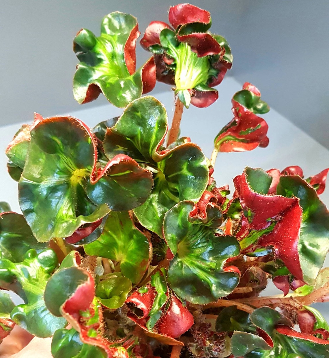 Bégonia CATHEDRAL Bégonia Erythrophylla Feastii Stained | Etsy