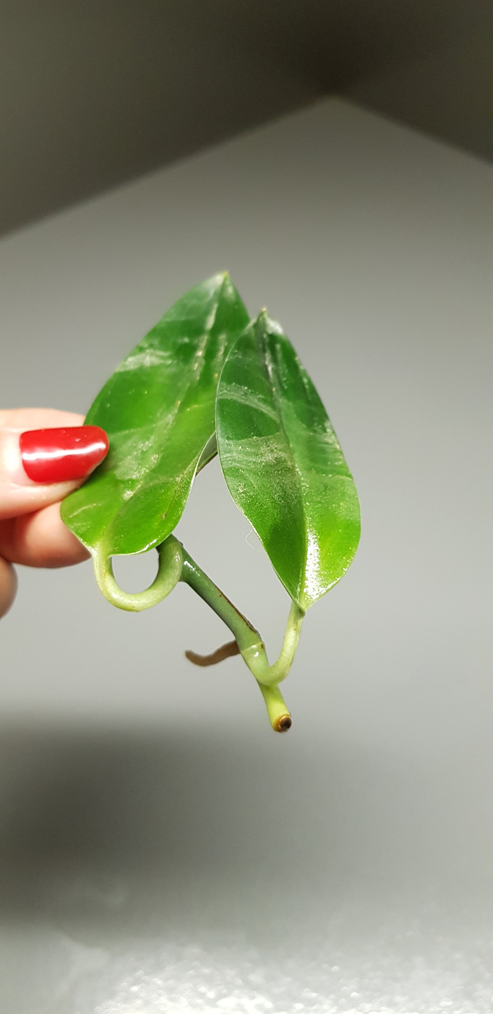 Scindapsus TREUBII DARK FORM nearly black pothos Rare | Etsy