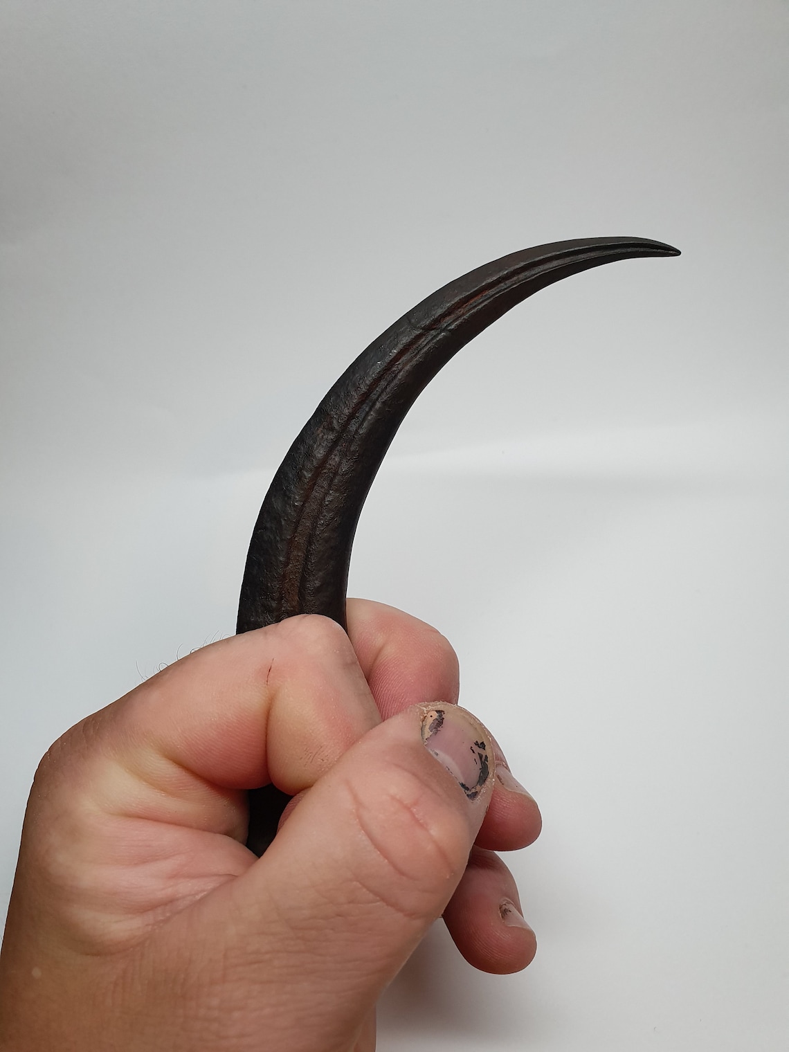 Raptor Claw Display Stand. Velociraptor Claw Movie Prop From | Etsy