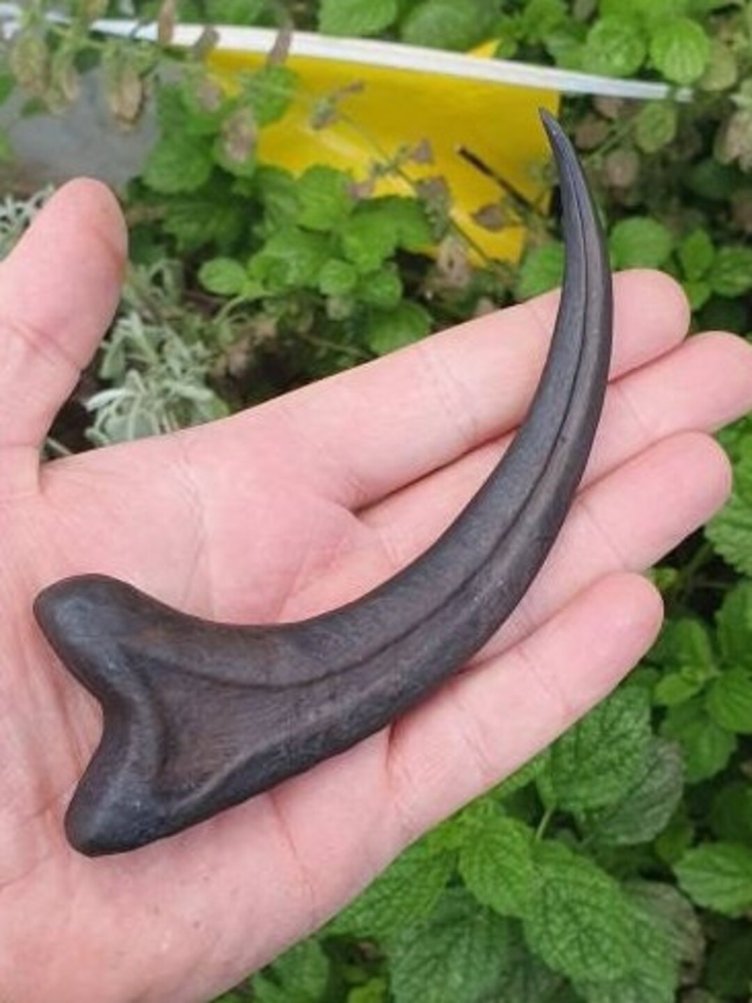 Raptor Claw. Velociraptor Claw Movie Prop From the Jurassic Period ...