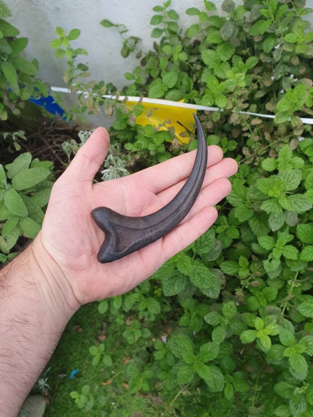 Raptor Claw. Velociraptor Claw Movie Prop From the Jurassic Period ...