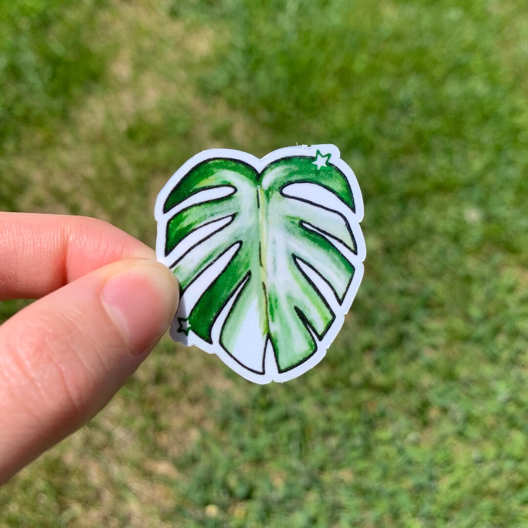 Variegated Monstera Sticker for Waterbottles, Laptops, Notebooks, Phone ...