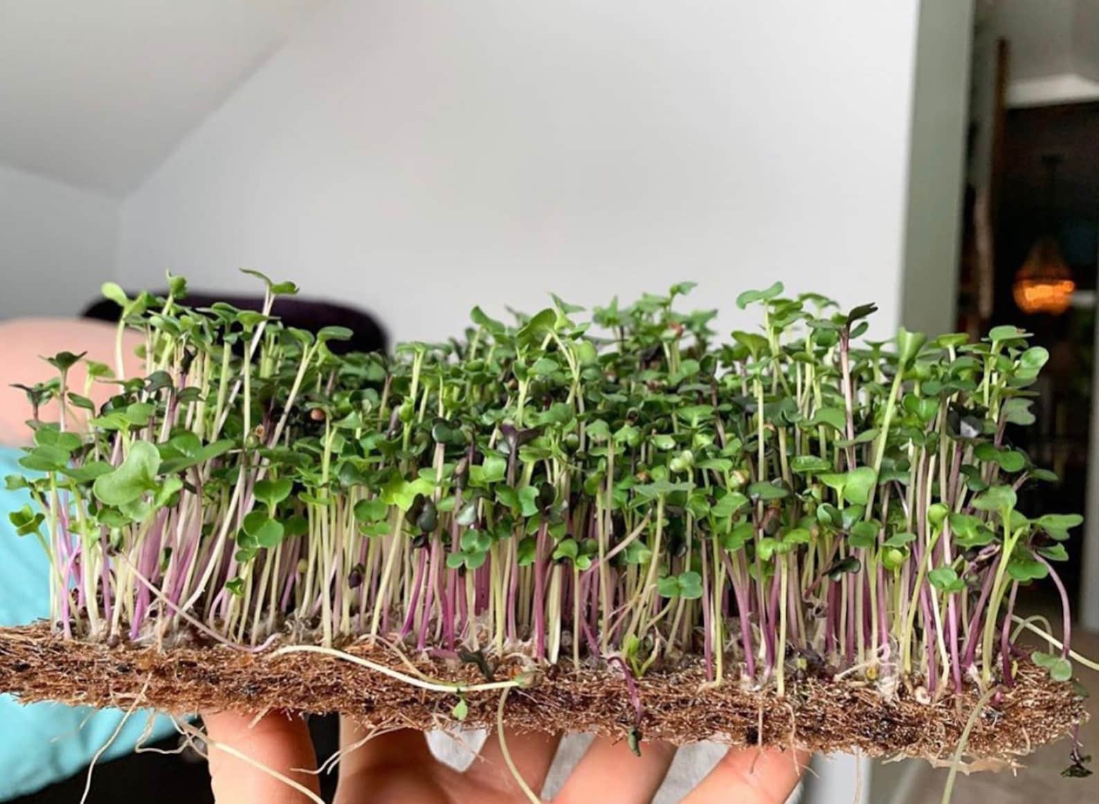 Basic Salad Mix Microgreen Kit - Etsy