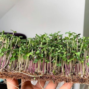 Basic Salad Mix Microgreen Kit - Etsy