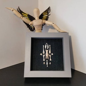Real Mole Bone Displays. Bone Display. Mounted Mole Bones. - Etsy UK