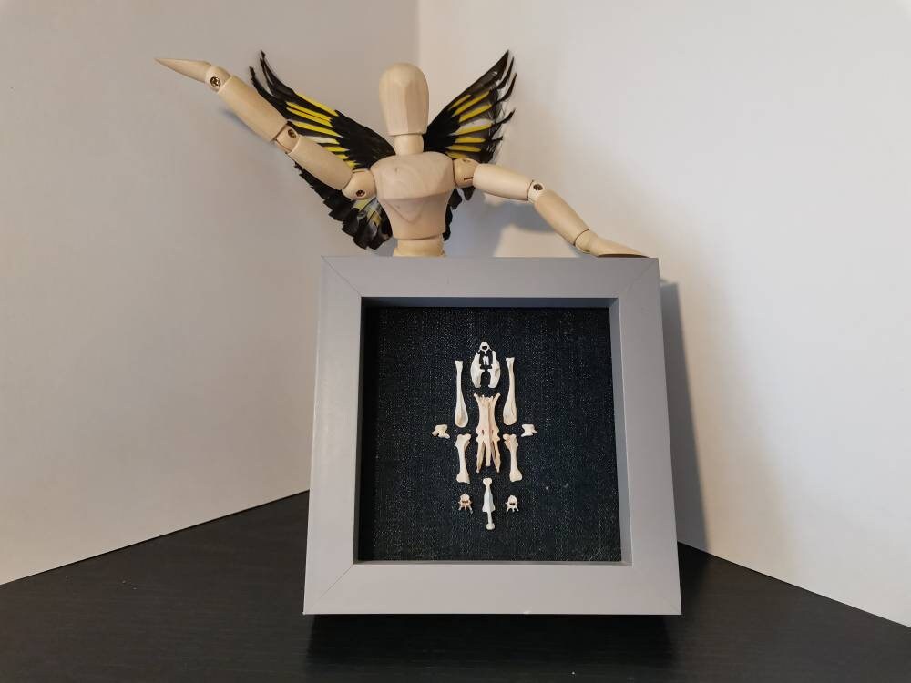 Real Mole Bone Displays. Bone Display. Mounted Mole Bones. | Etsy UK