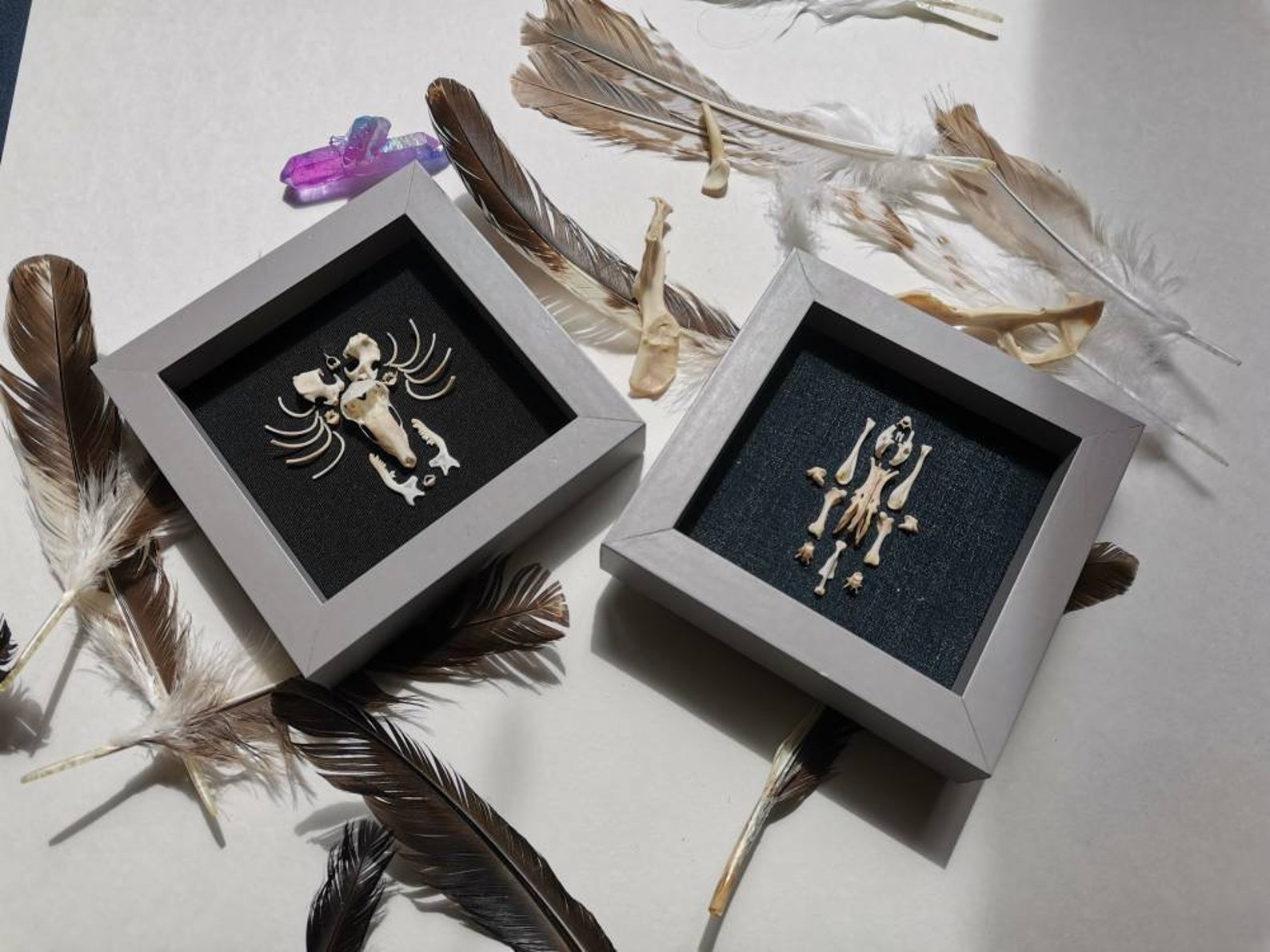 Real Mole Bone Displays. Bone Display. Mounted Mole Bones. | Etsy UK