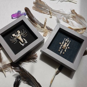 Real Mole Bone Displays. Bone Display. Mounted Mole Bones. - Etsy UK