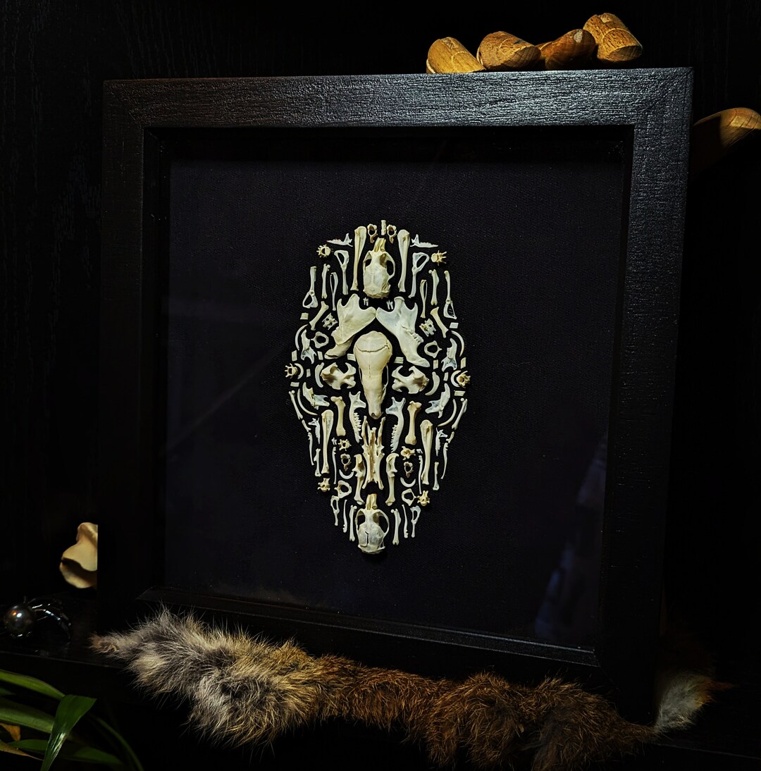 Bone Displays. Mole Bone Displays. Bone Home Decor. Bone Wall Art ...