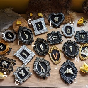 Mini Curio Frame. Bones. Bone Display. Bone Home Decor. Framed Bones ...