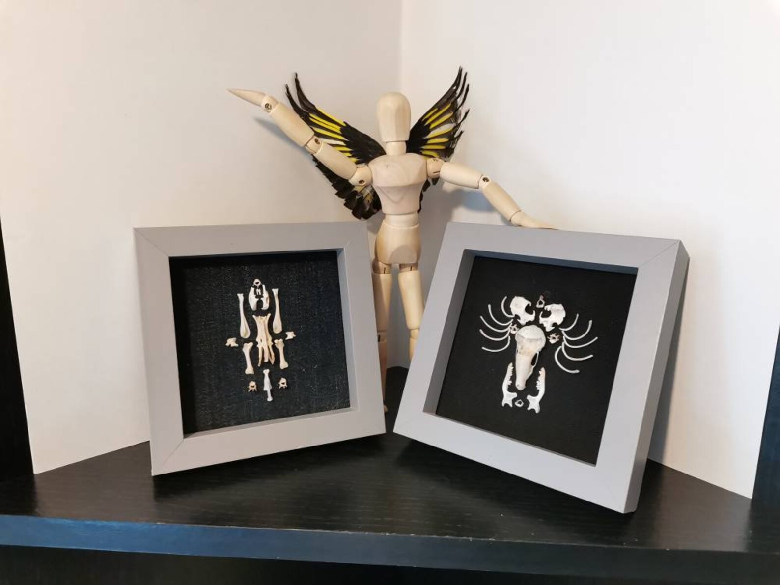 Real Mole Bone Displays. Bone Display. Mounted Mole Bones. | Etsy UK