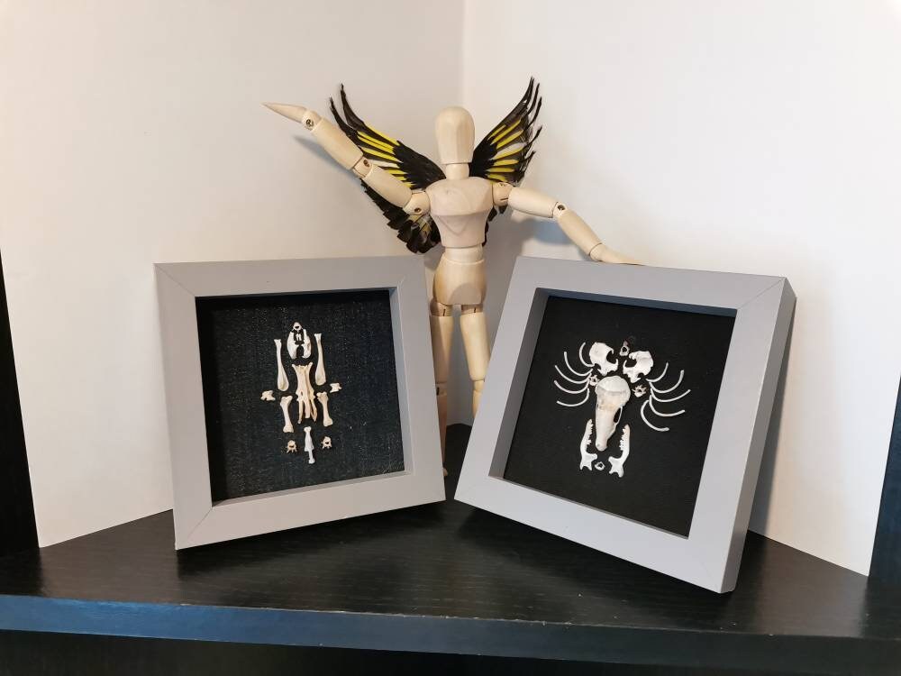 Real Mole Bone Displays. Bone Display. Mounted Mole Bones. | Etsy UK