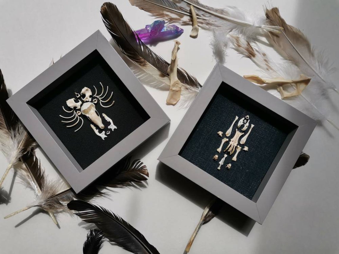 Real Mole Bone Displays. Bone Display. Mounted Mole Bones. | Etsy UK