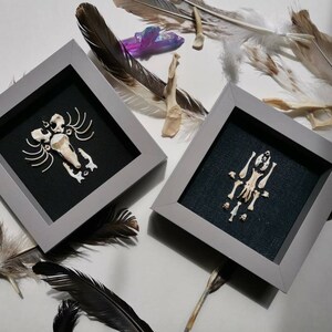 Real Mole Bone Displays. Bone Display. Mounted Mole Bones. - Etsy UK