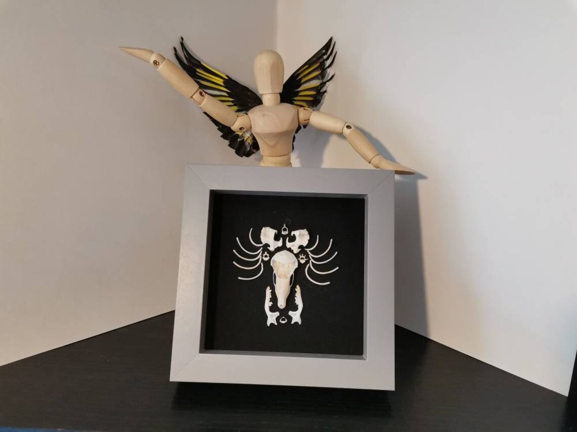 Real Mole Bone Displays. Bone Display. Mounted Mole Bones. - Etsy UK