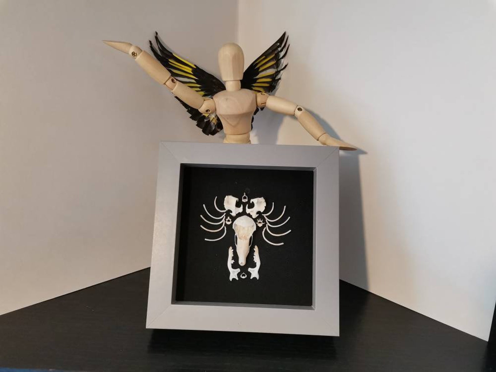 Real Mole Bone Displays. Bone Display. Mounted Mole Bones. | Etsy UK