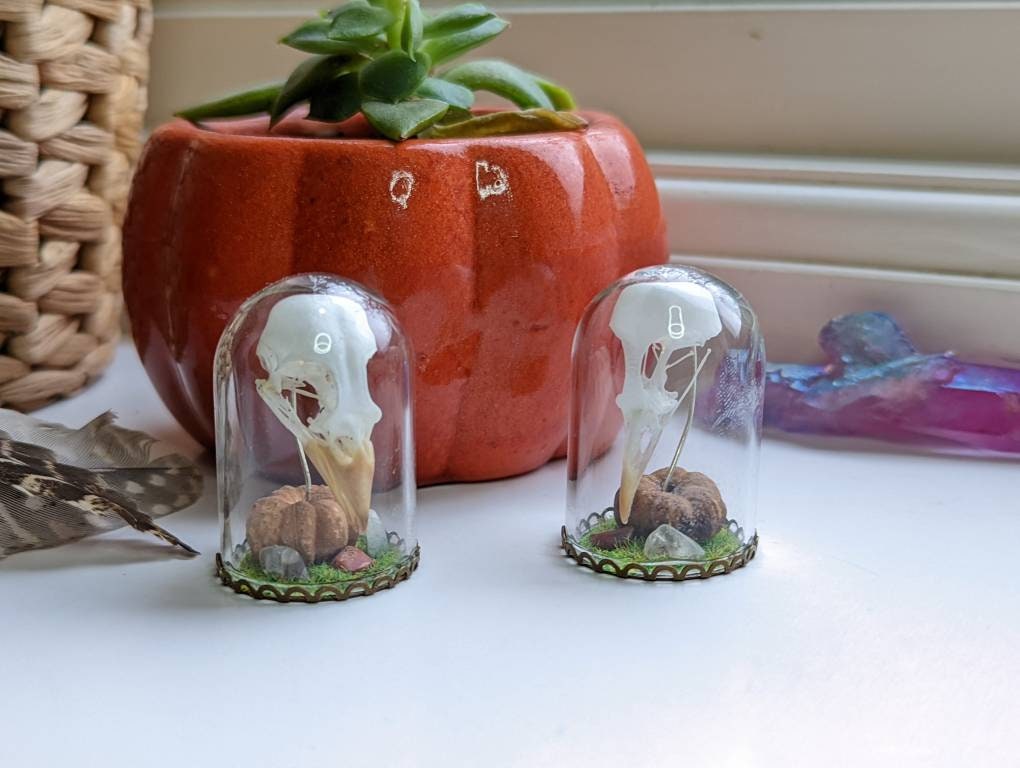 Mini Glass Dome Jar - Etsy UK