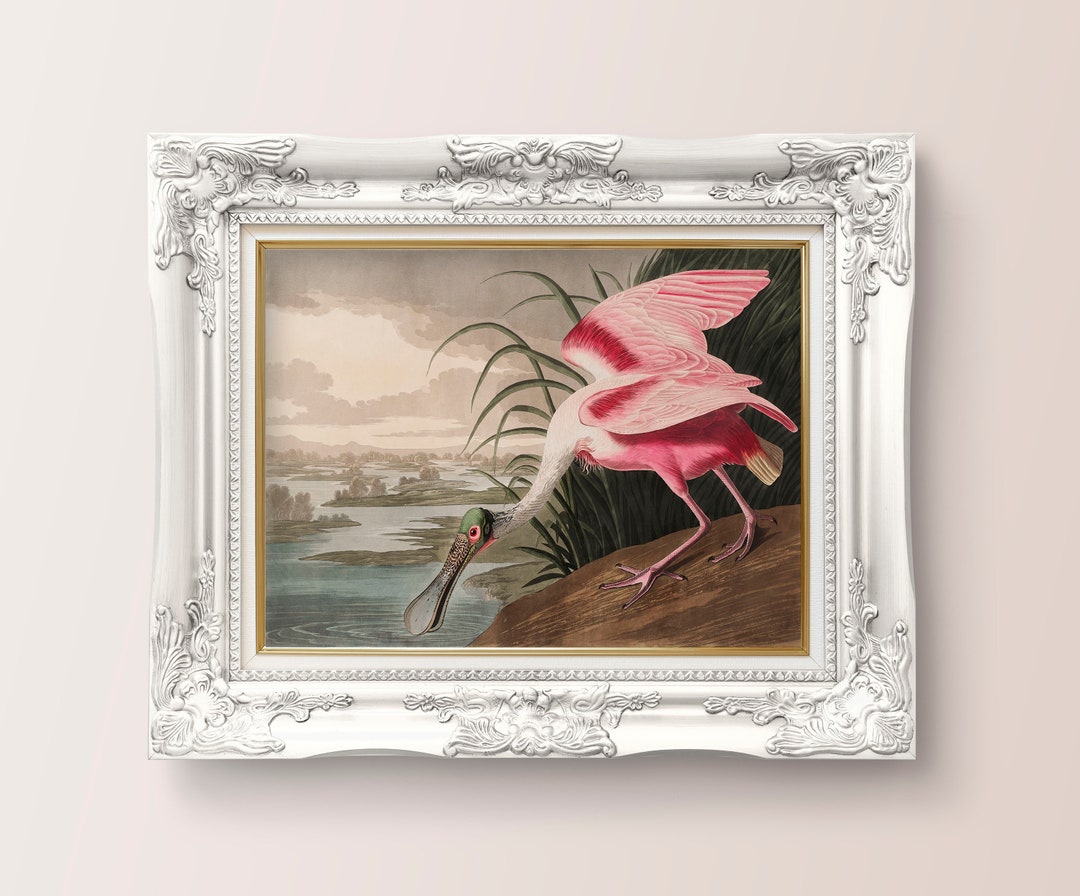 Roseate Spoonbill Birds of America Vintage Art Original Design Digital ...